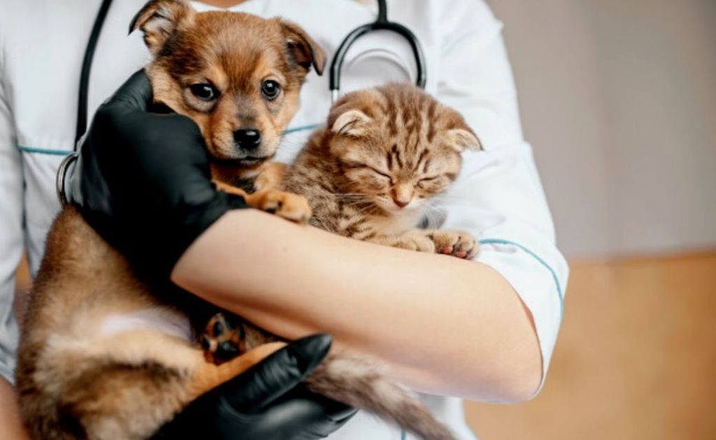 Campaña Gratuita De Esterilización De Perros Y Gatos Uaemex